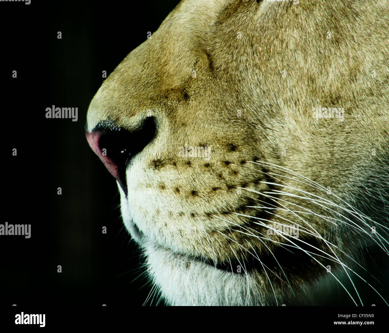 Lion nose hi-res stock photography and images - Alamy