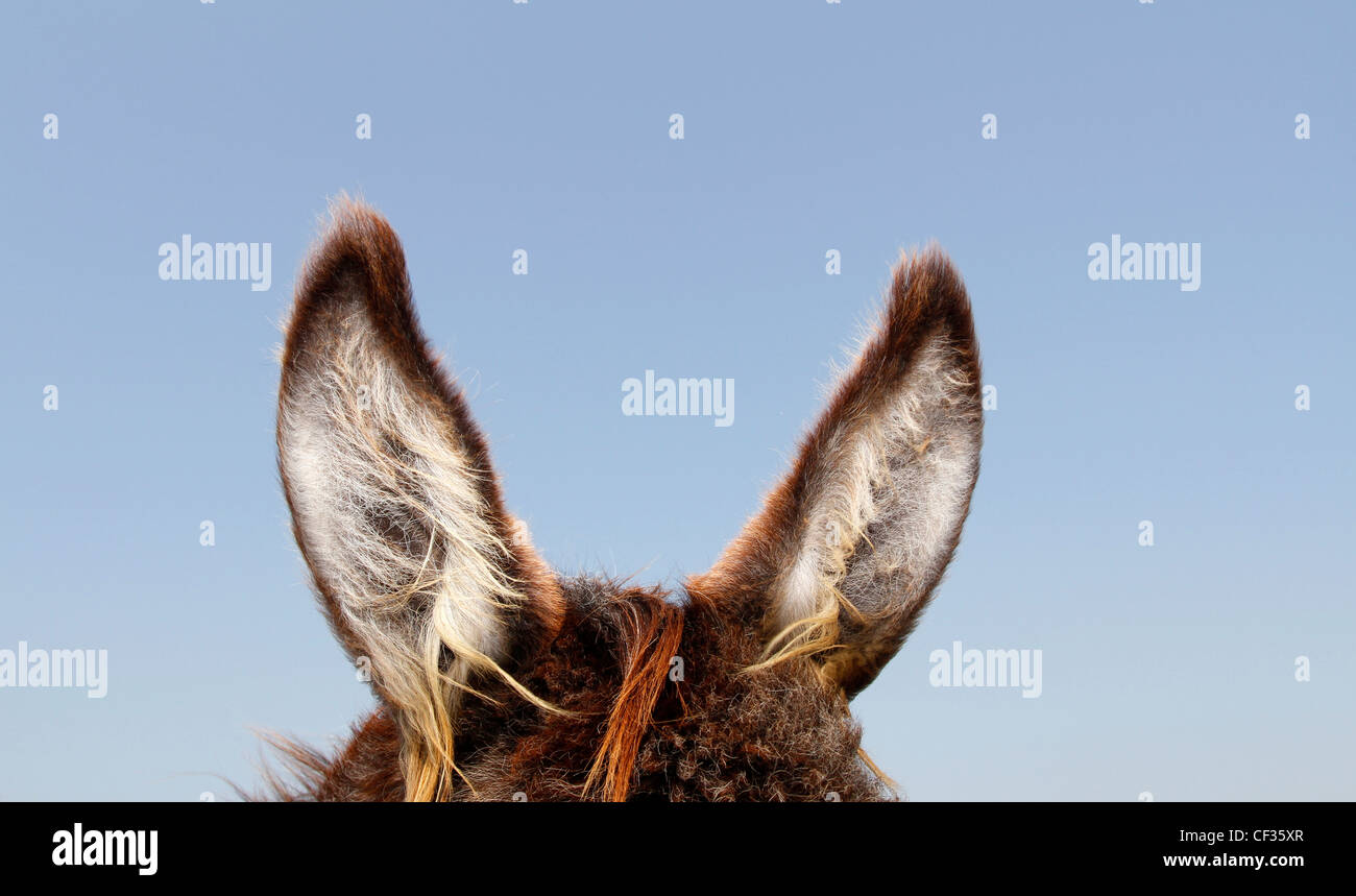 The ears of a donkey Stock Photo - Alamy
