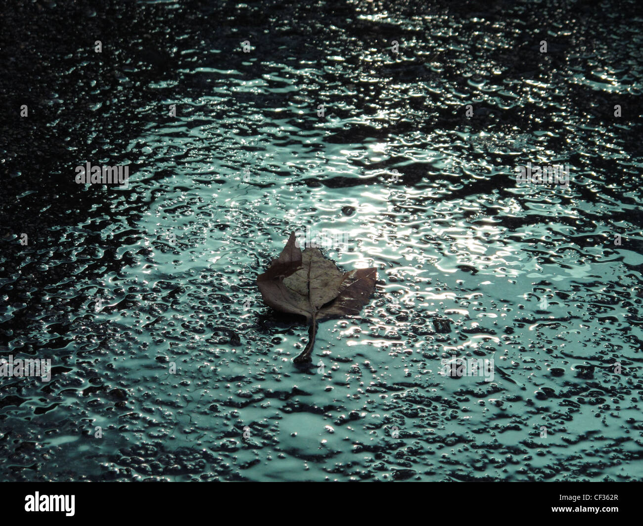 one single fallen leaf on street road Stock Photo - Alamy