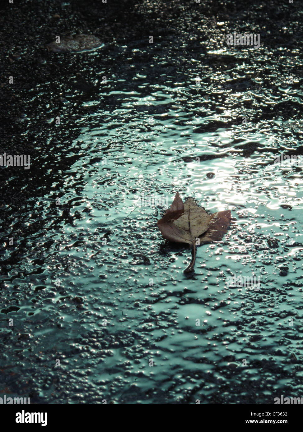 one single fallen leaf on street road Stock Photo - Alamy