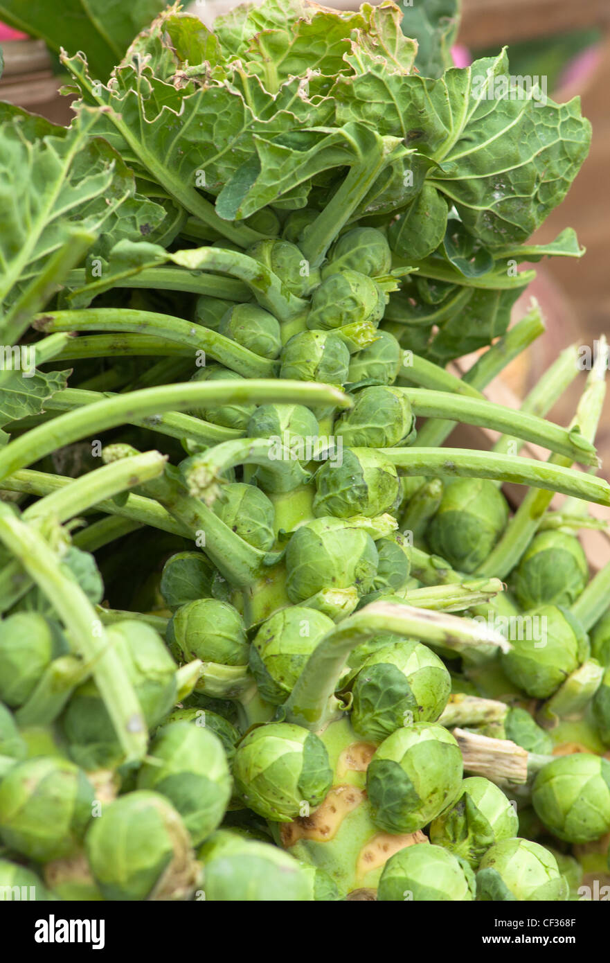 Sprouts on stalk hi-res stock photography and images - Alamy