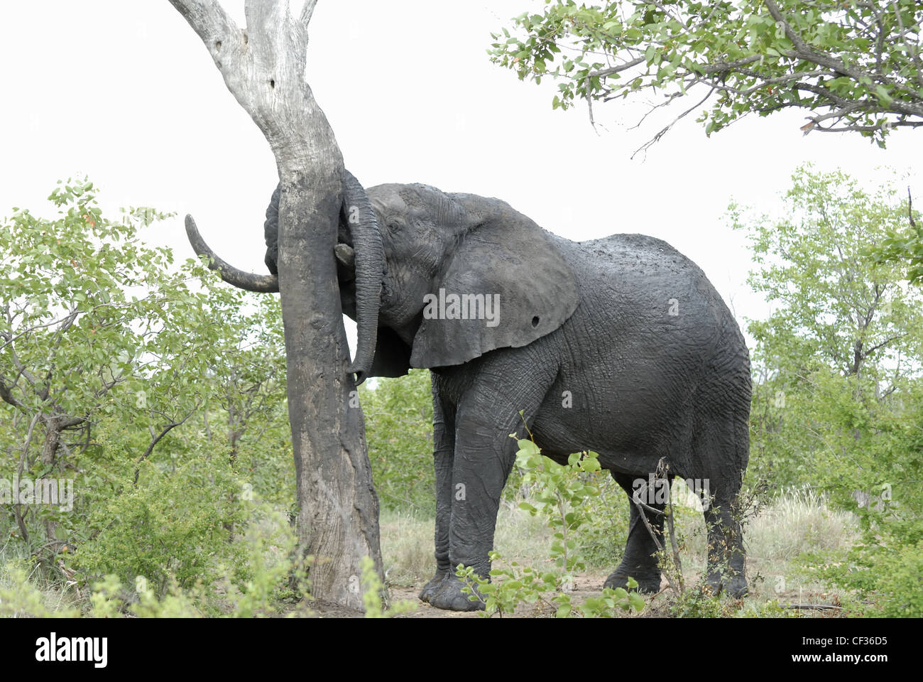 African elephant sleeping against a tree Stock Photo - Alamy