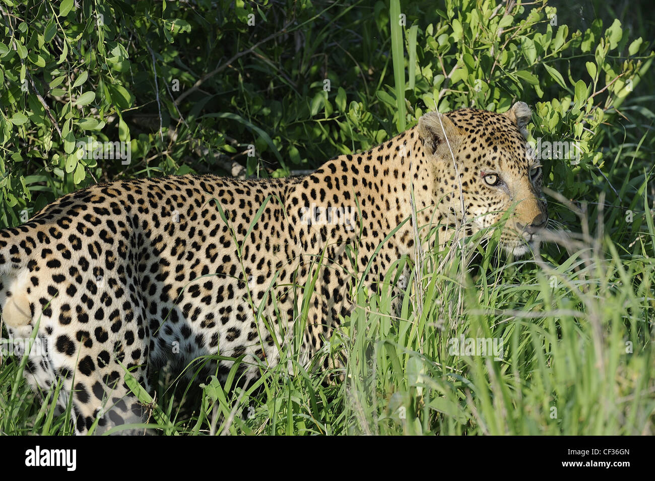 African male leopard Stock Photo - Alamy