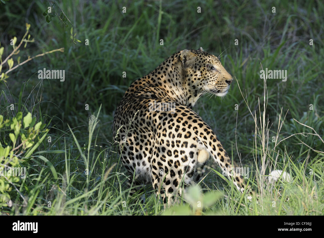 Male African leopard Stock Photo - Alamy