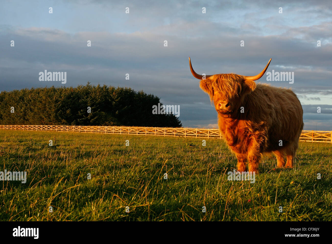 A Highland cow standing in open farmland at Tow Law in County Durham ...