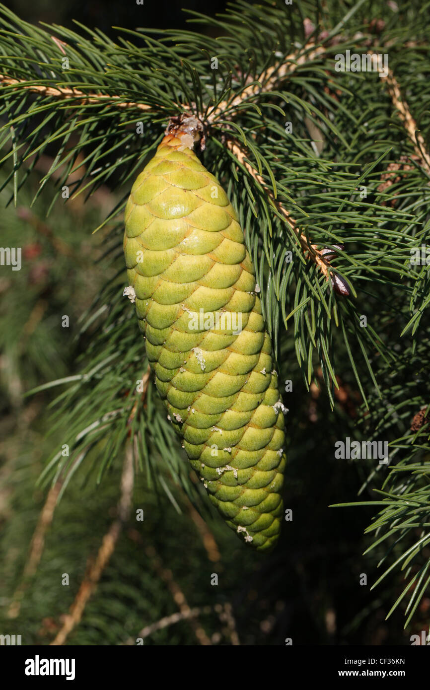 Morinda Spruce or West Himalayan Spruce Cones, Picea Smithiana ...