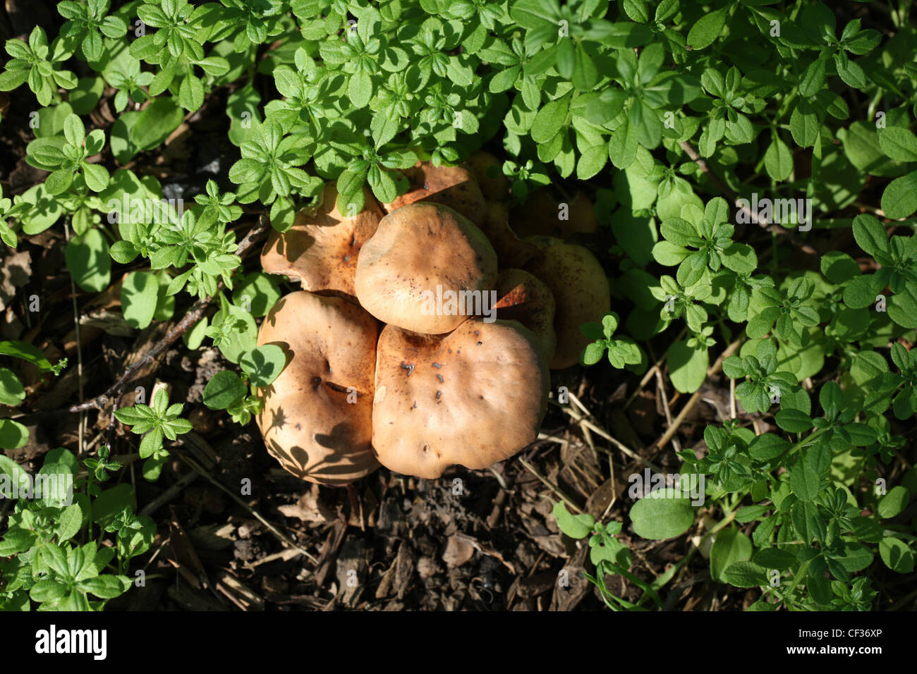 Spindle fungi hi-res stock photography and images - Alamy