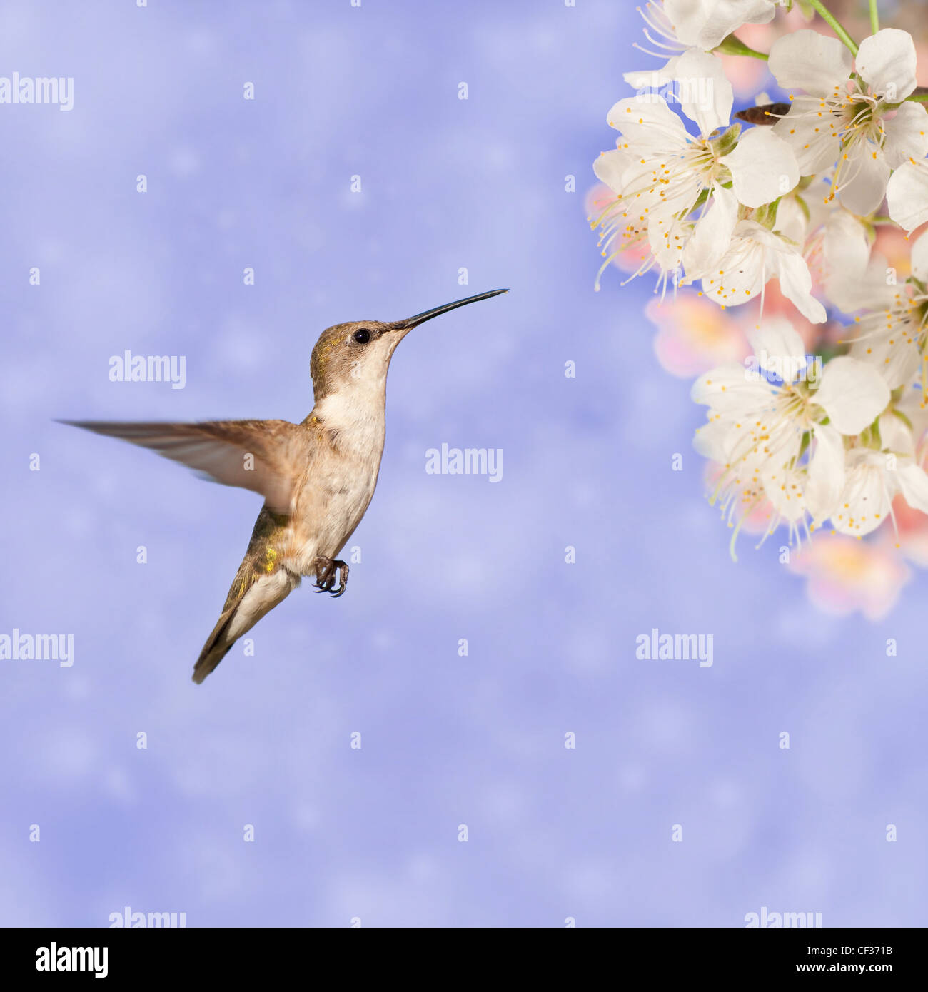 Ruby-throated Hummingbird getting ready to feed on spring flowers, on ...