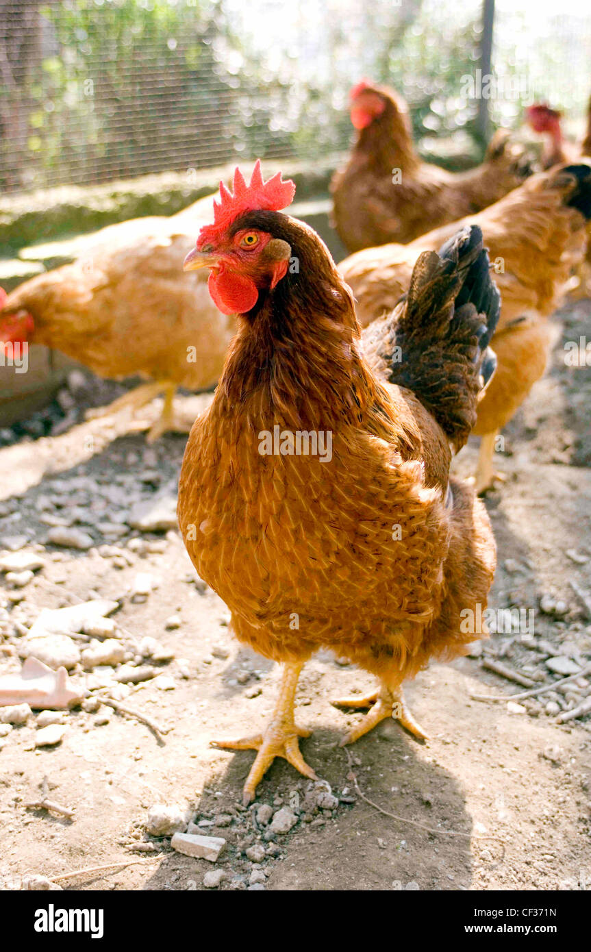 Chickens in a chicken run Stock Photo - Alamy