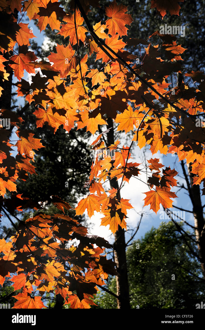 A backlit maple tree in spring. In the Harry Potter universe, the town ...
