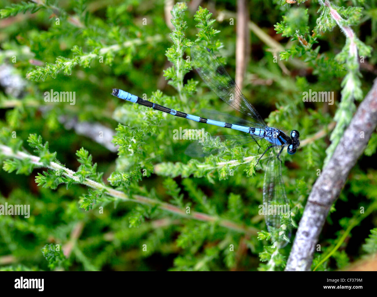 A detail of a Common Blue Damselfly Stock Photo - Alamy