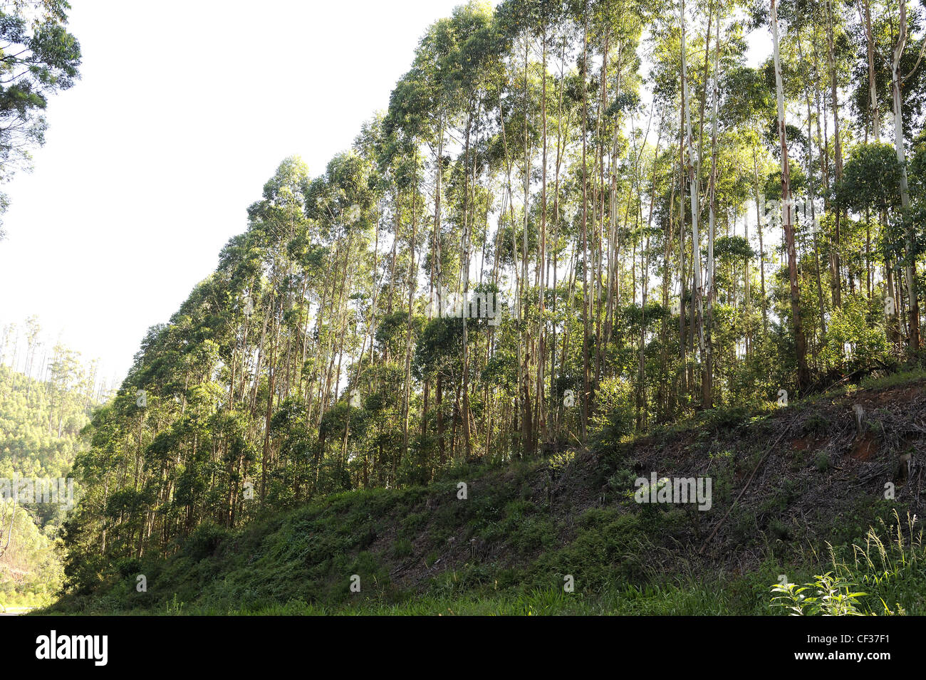 Stand of tall Blue Gum trees in the sunlight, part of a plantation ...