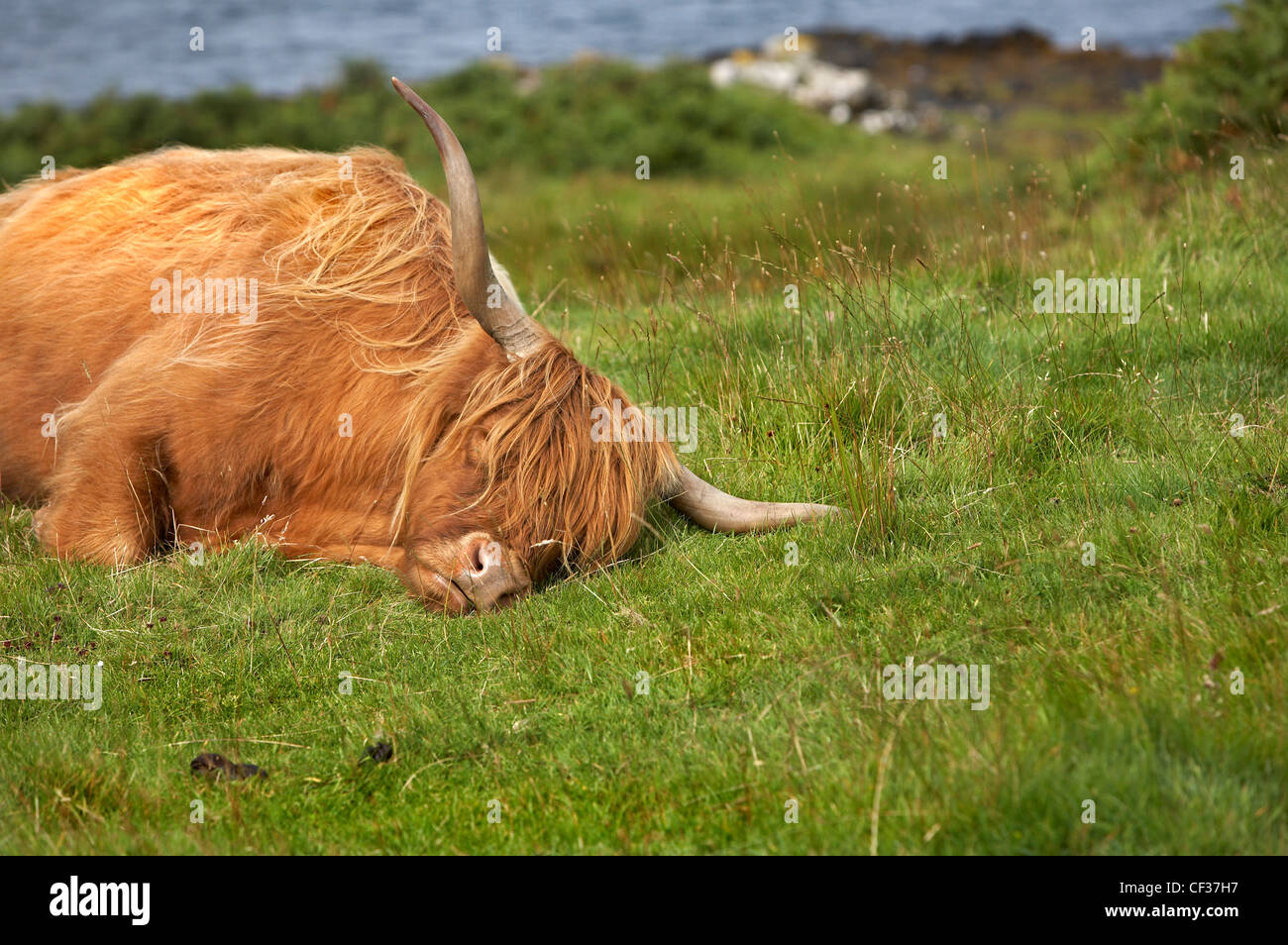 A highland cow having a nap Stock Photo - Alamy