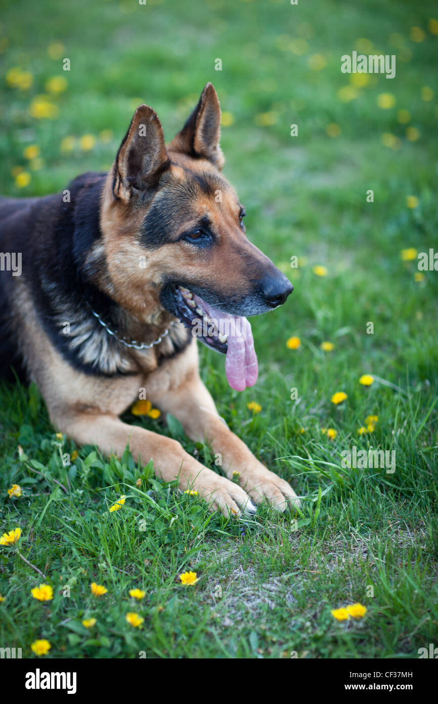 Clever German Shepherd dog lying in the spring grass, waiting for his ...