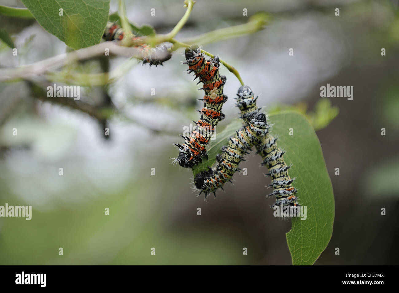 Mopane worms, mopane caterpillars feeding on mopane scrub leaves Stock ...