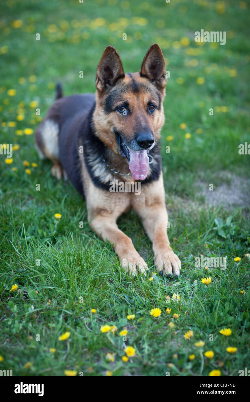 Clever German Shepherd dog lying in the spring grass, waiting for his ...