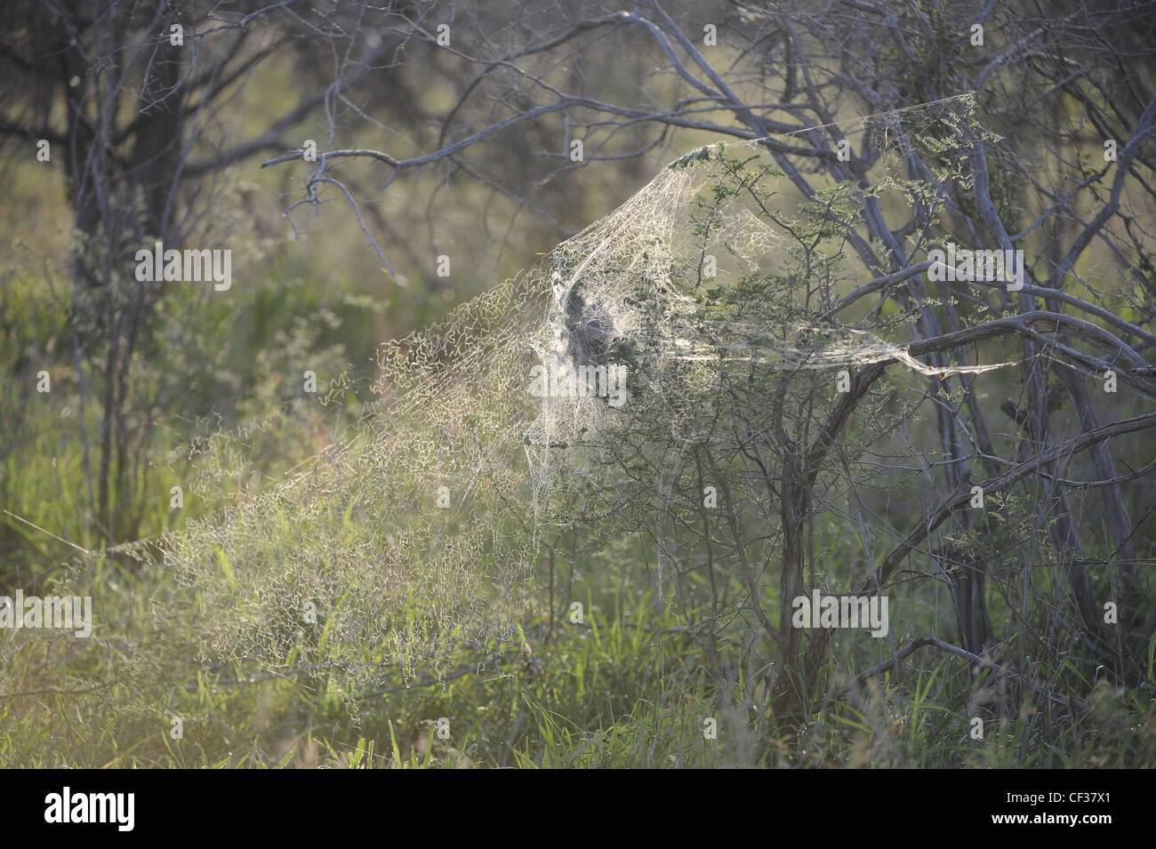 African spiders hi-res stock photography and images - Alamy