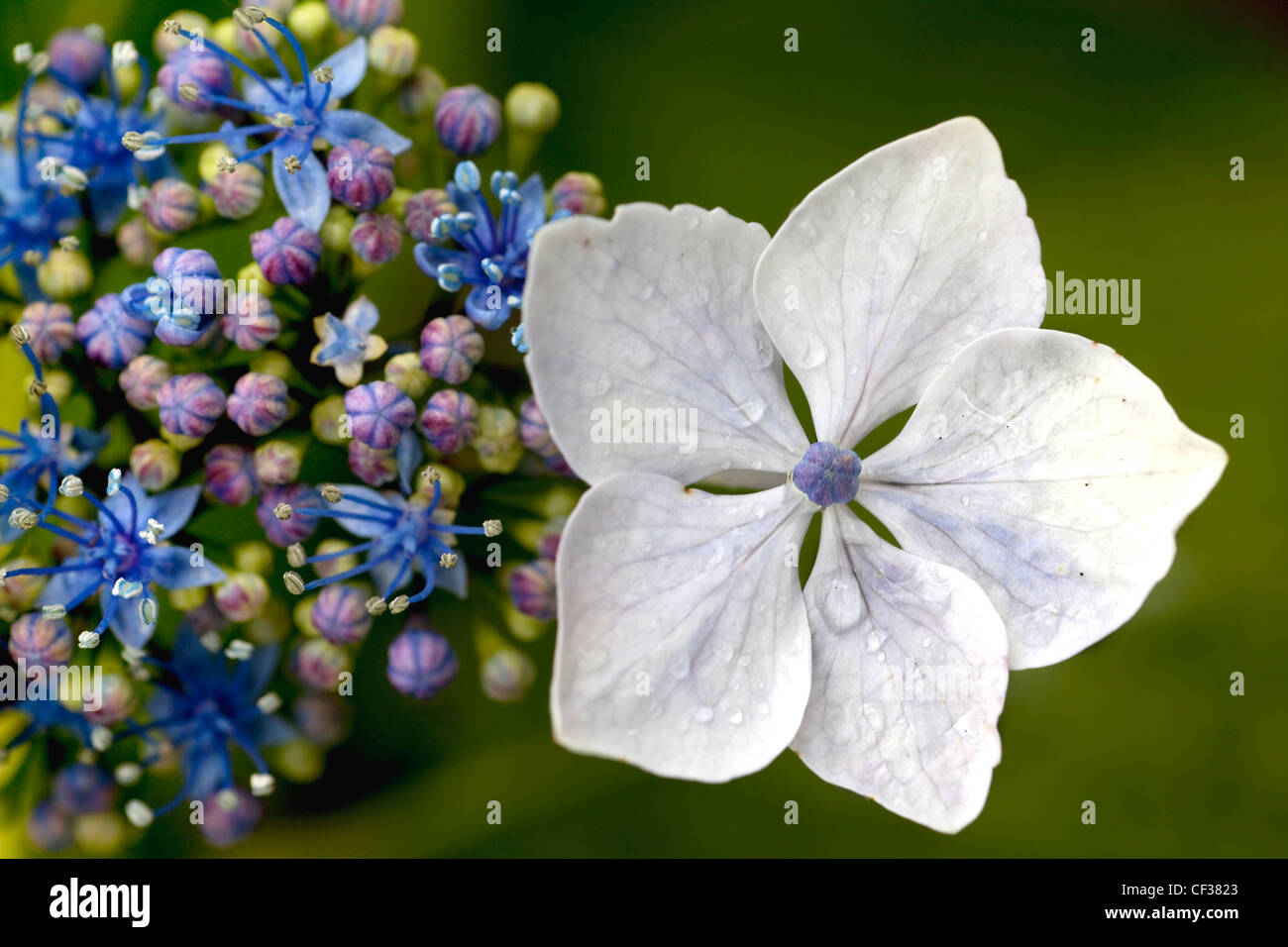 Portrait of a section of a Hydrangea inflorescence at Trebah Gardens ...
