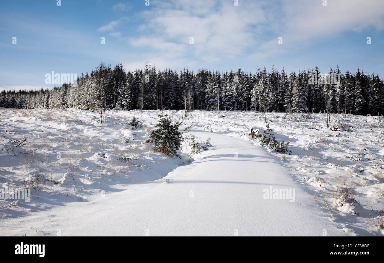 Snow laden forest hi-res stock photography and images - Alamy