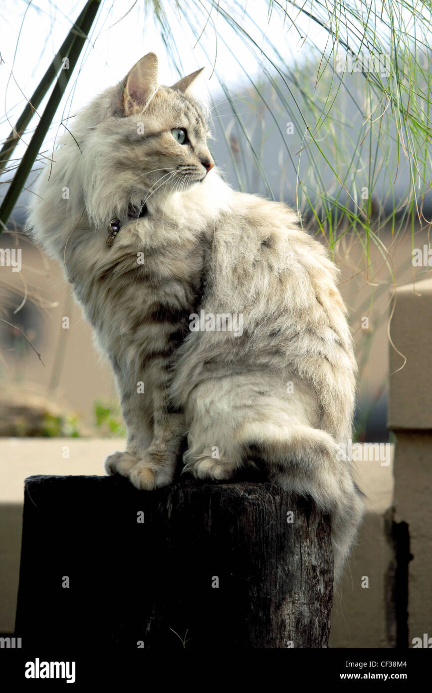 Cat sitting on a post Stock Photo - Alamy