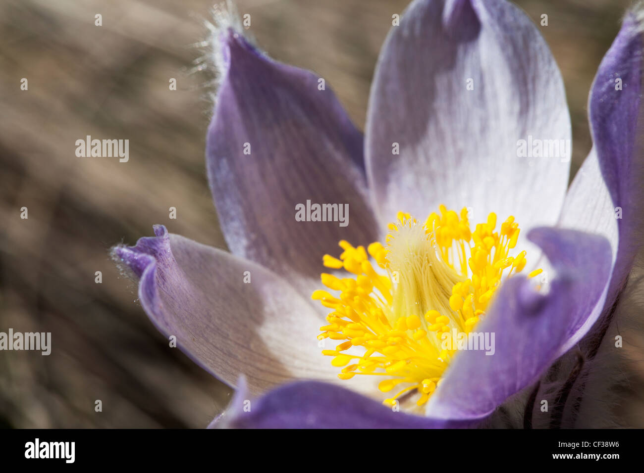 Prairie crocus canada hi-res stock photography and images - Alamy