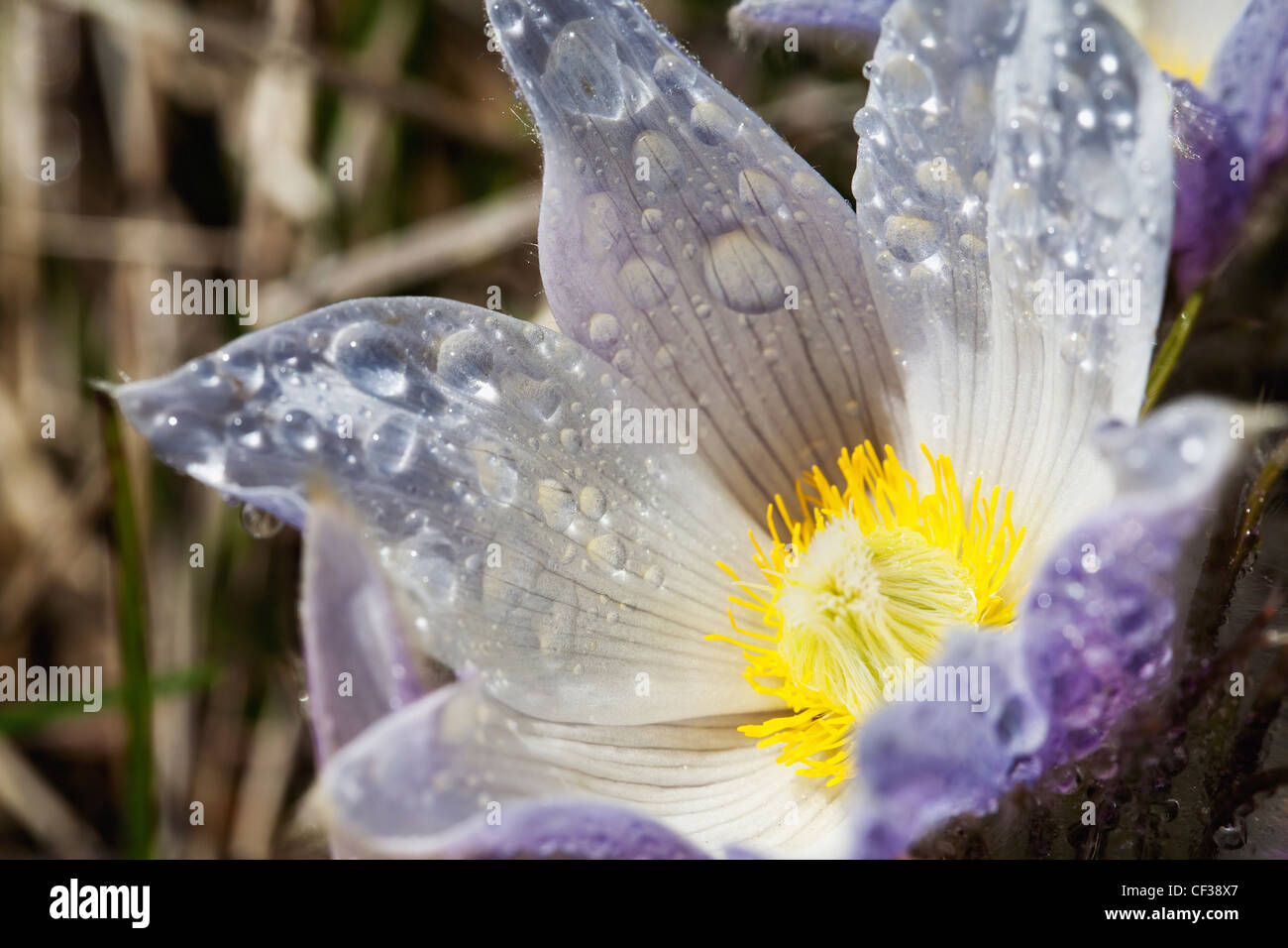 An Opened Prairie Crocus With Water Droplets; Calgary Alberta Canada ...