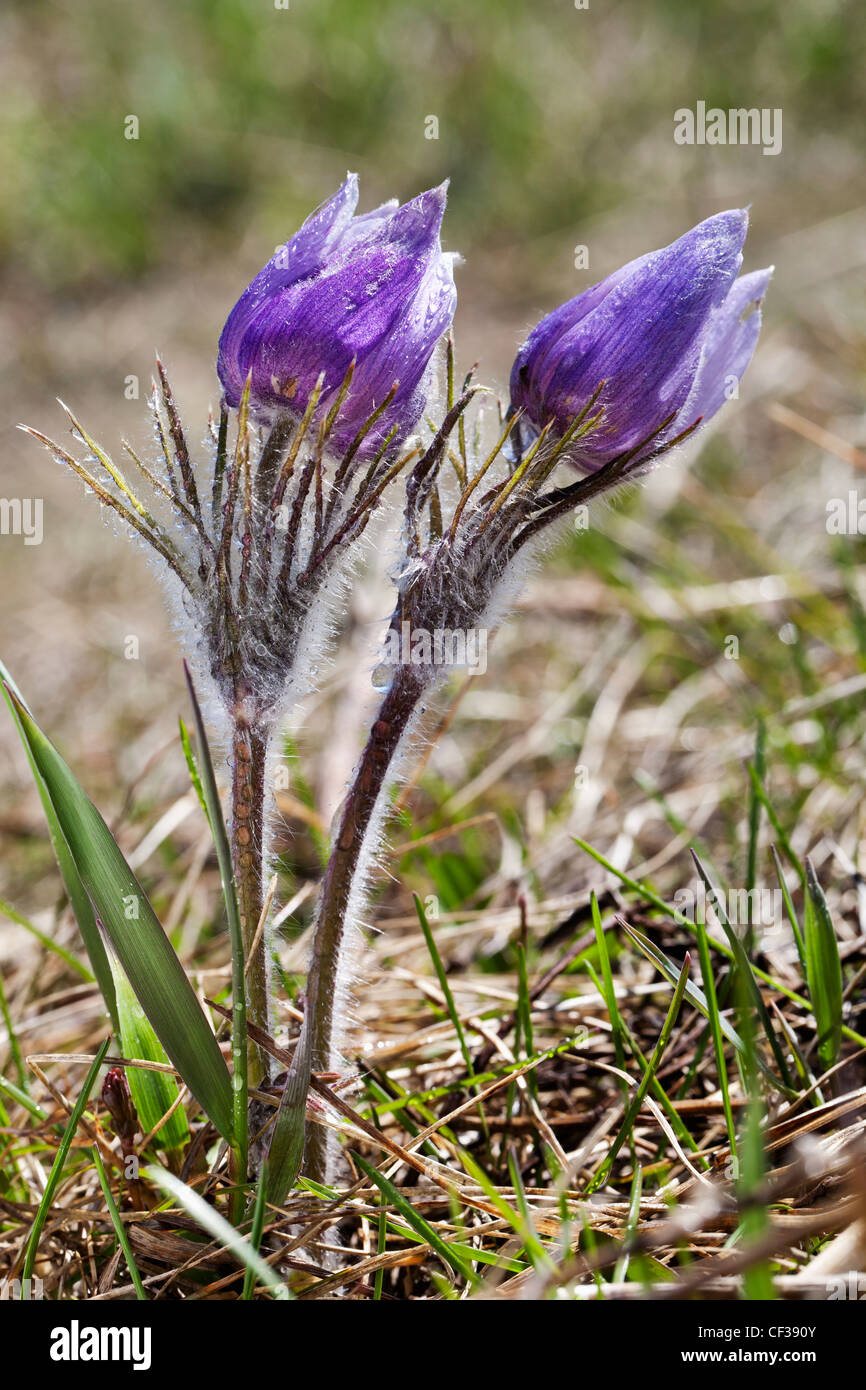 Prairie crocus canada spring hi-res stock photography and images - Alamy