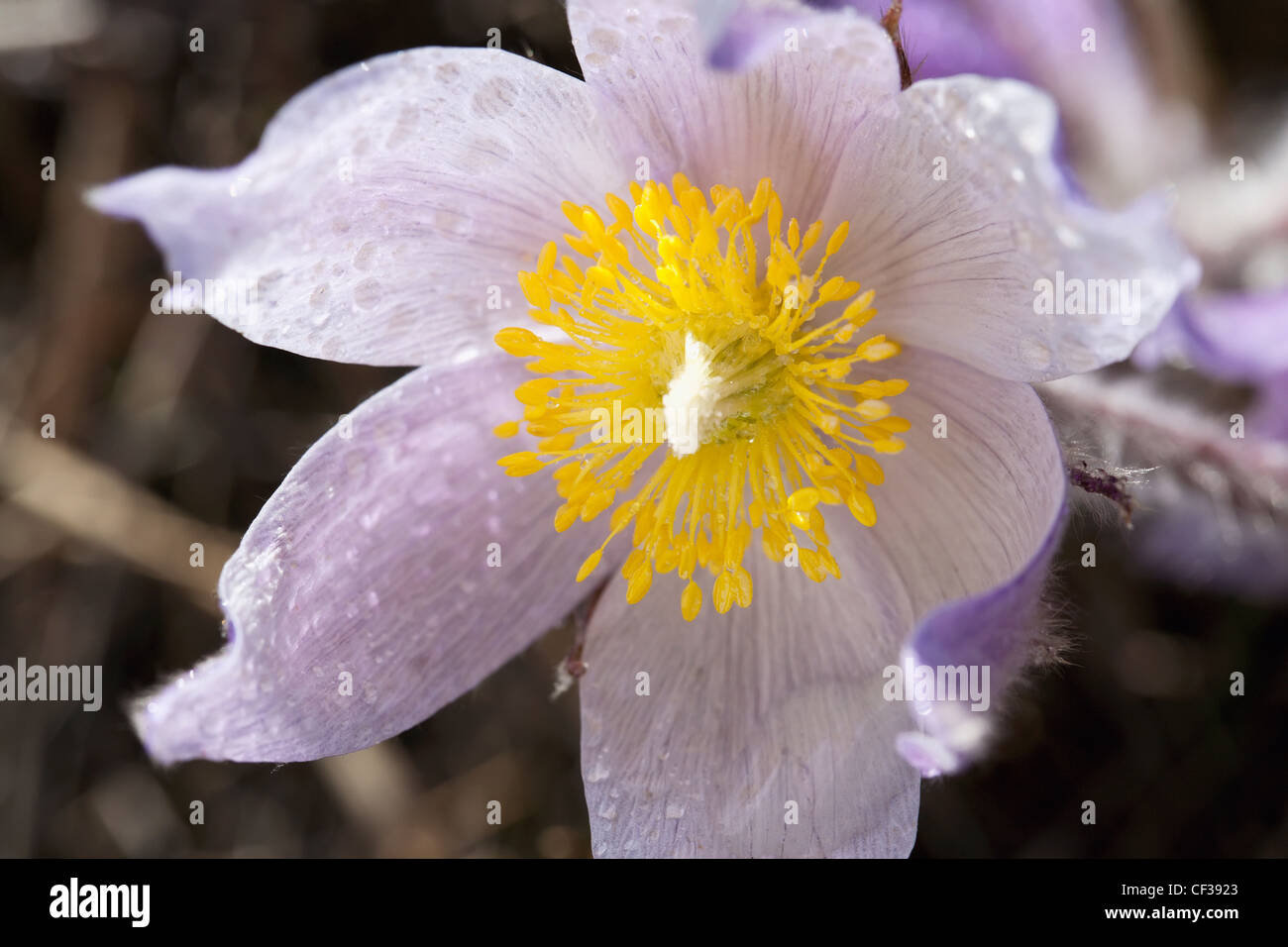 Prairie Crocus Canada Spring Stock Photos & Prairie Crocus Canada ...