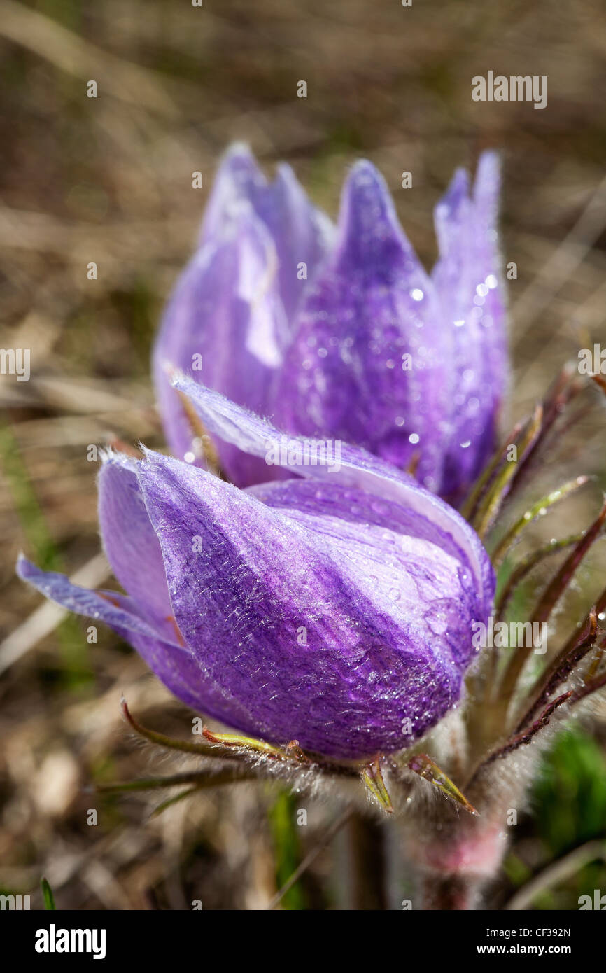 Two Prairie Crocuses With Water Droplets; Calgary Alberta Canada Stock ...
