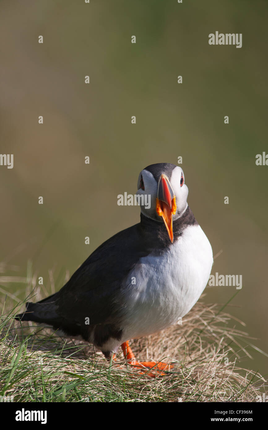 A Puffin With It's Beak Open; Shetland Scotland Stock Photo - Alamy