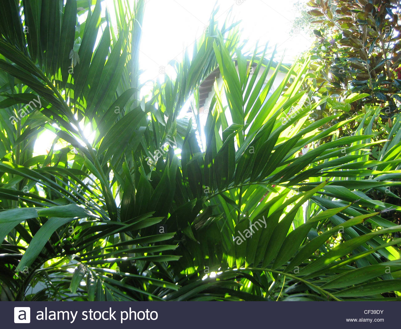 Areca Palm Plant Stock Photos & Areca Palm Plant Stock Images - Alamy