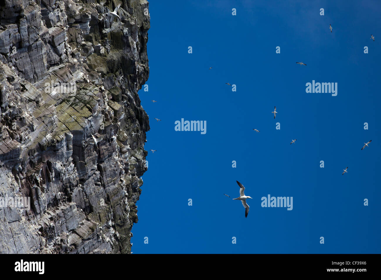 Birds In Flight Against A Blue Sky Beside A Rock Cliff; Noss Scotland ...