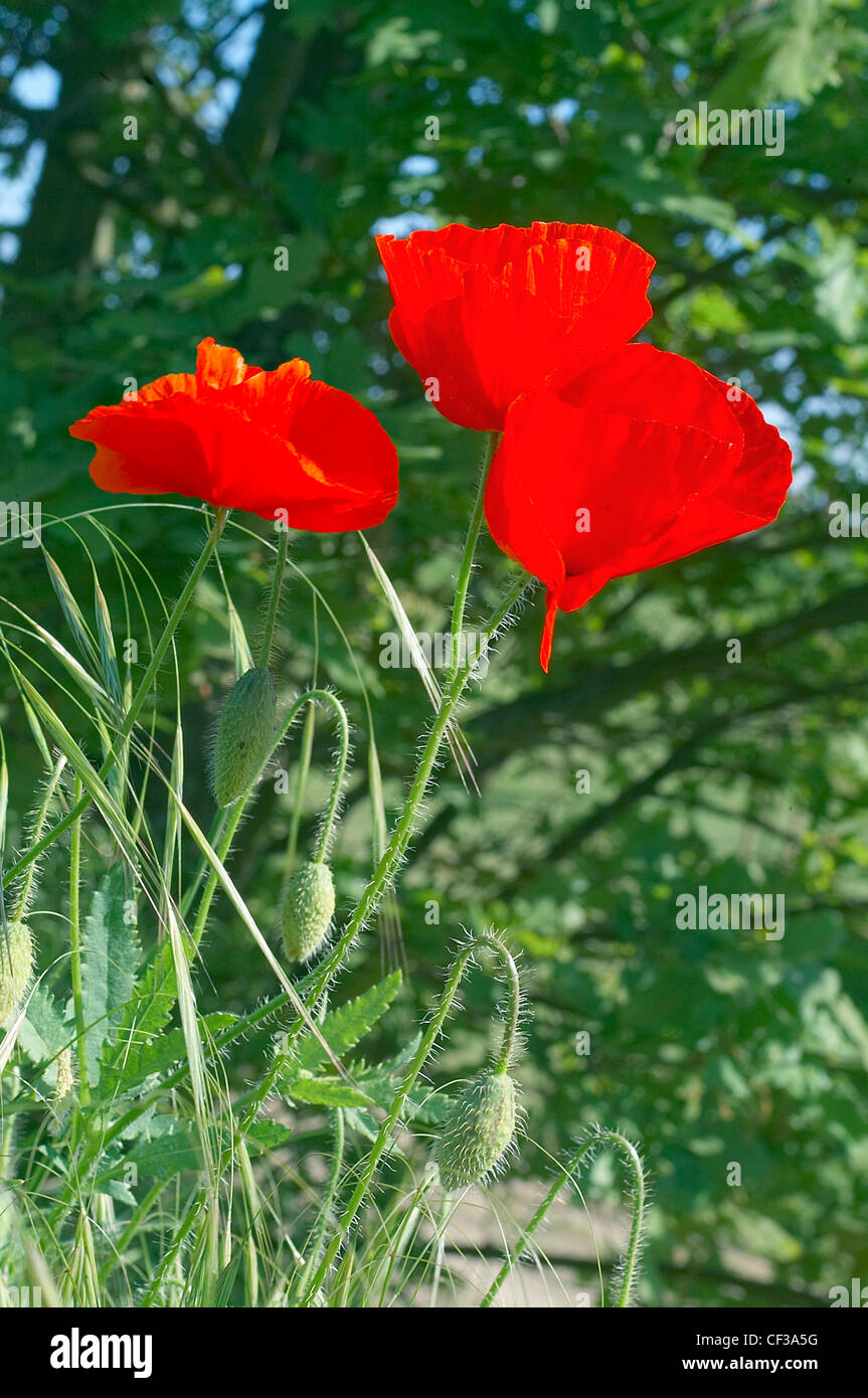 Red poppies in a field with trees in background Stock Photo - Alamy