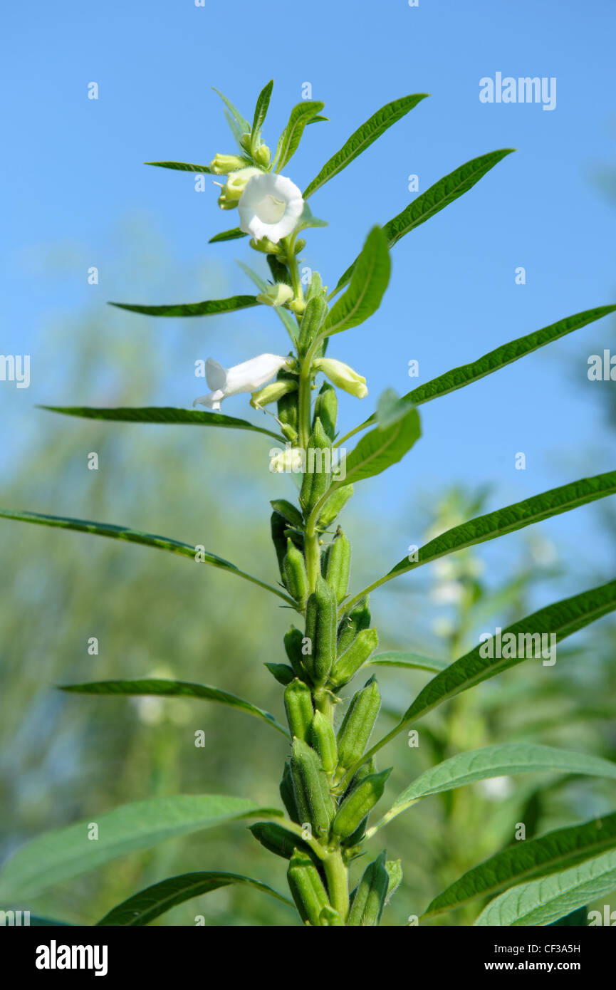 Gingeli hi-res stock photography and images - Alamy