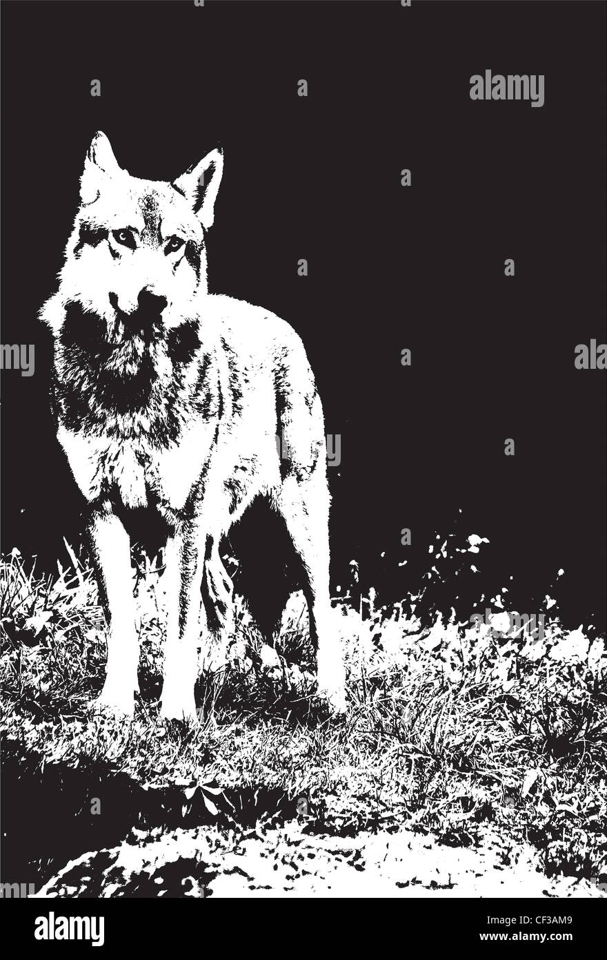 Wolf of serbia Stock Photo - Alamy