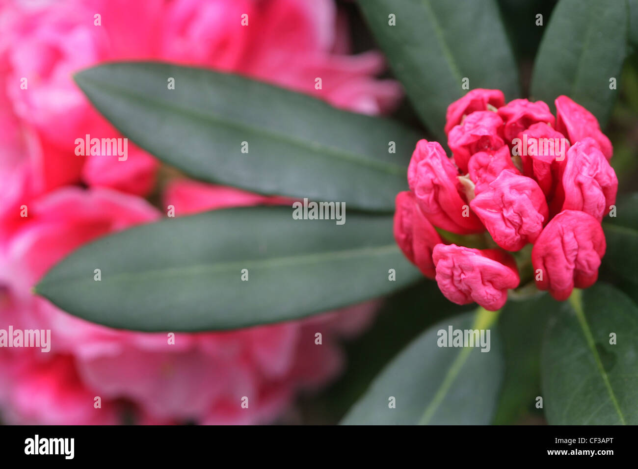 A pink Rhododendron 'Vintage Rose' Stock Photo - Alamy