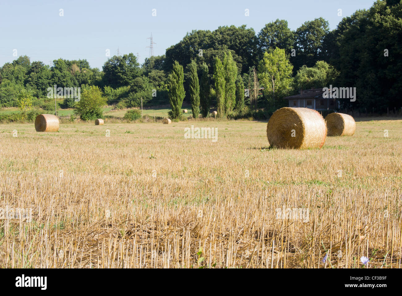 Cultivated hay hi-res stock photography and images - Alamy