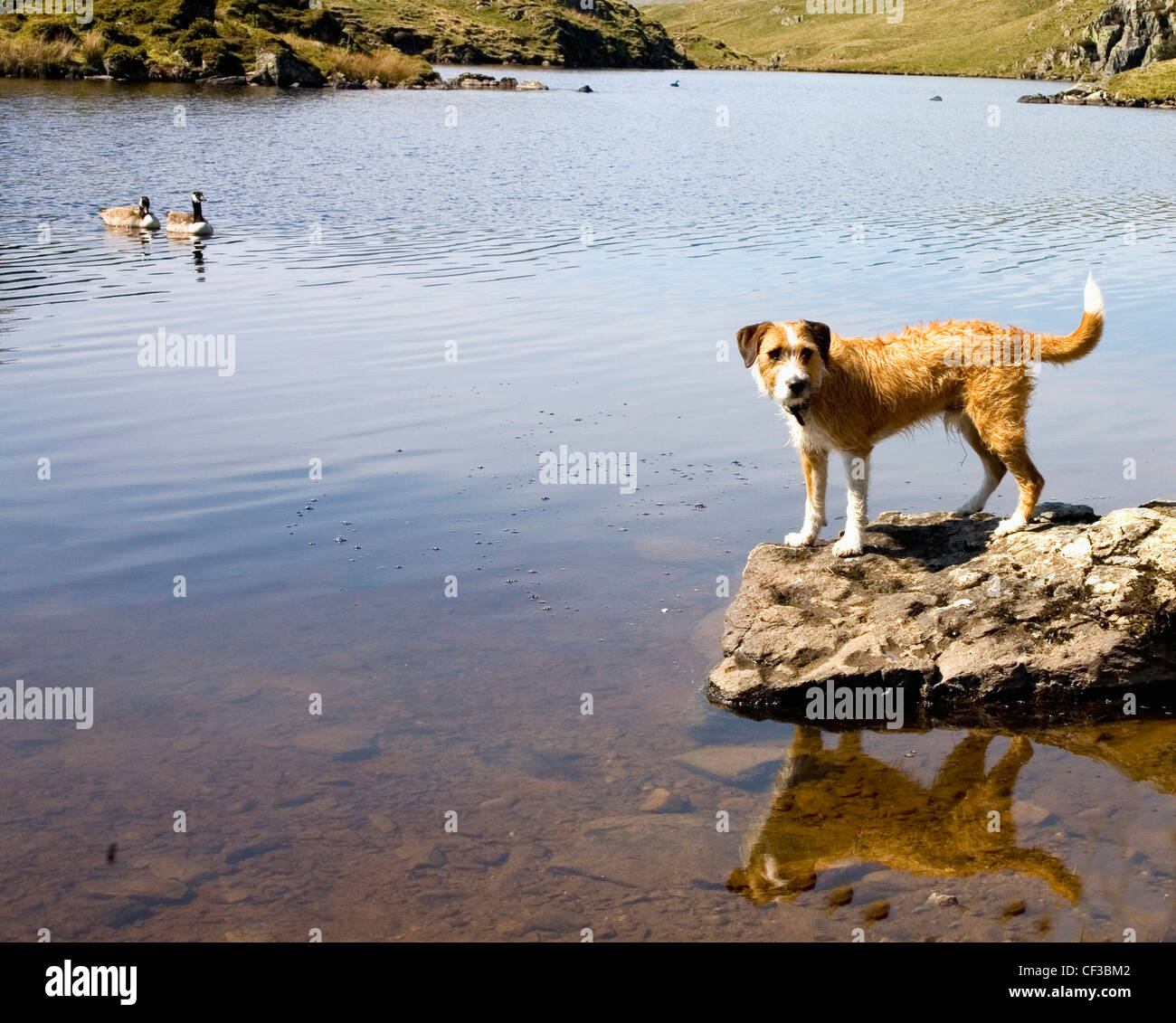 Swimming tarn lake district hi-res stock photography and images - Alamy