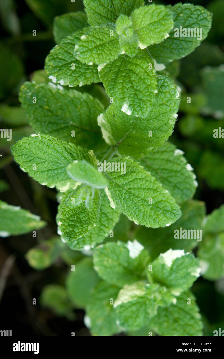 A close up of variegated lemon balm Stock Photo - Alamy