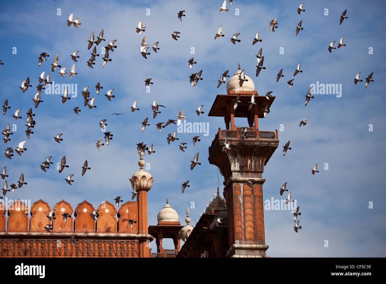 Lahore pigeons hi-res stock photography and images - Alamy