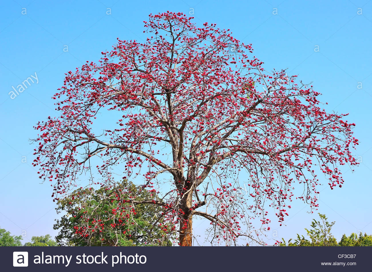 Red Silk Cotton Tree Stock Photos & Red Silk Cotton Tree Stock Images ...