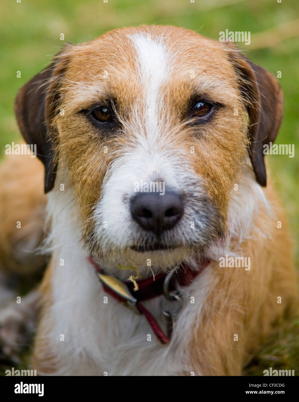 Dog dogs close up closeup close up close ups ups hi-res stock ...