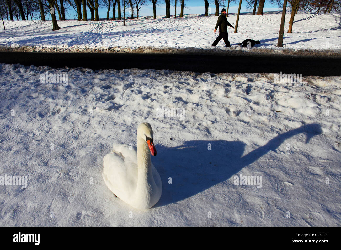 Scottish wildlife white swan hi-res stock photography and images - Alamy