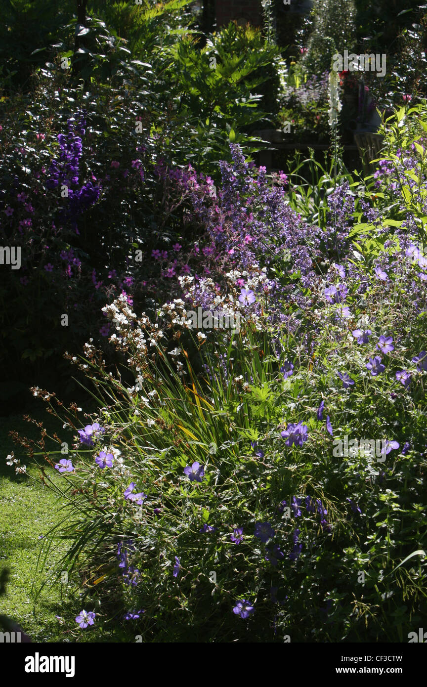 Summer garden with flowering borders with Geranium Johnson's Blue ...
