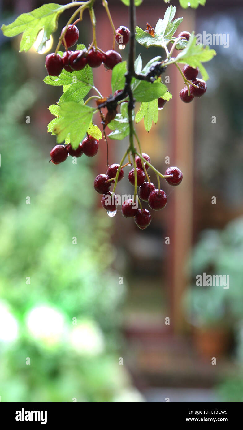 Detail image of Haw tree branch with purple fruit and rain drops on ...