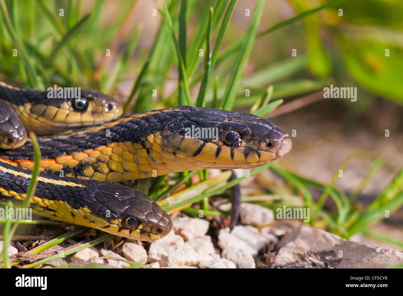 Red sided garter snake hi-res stock photography and images - Alamy