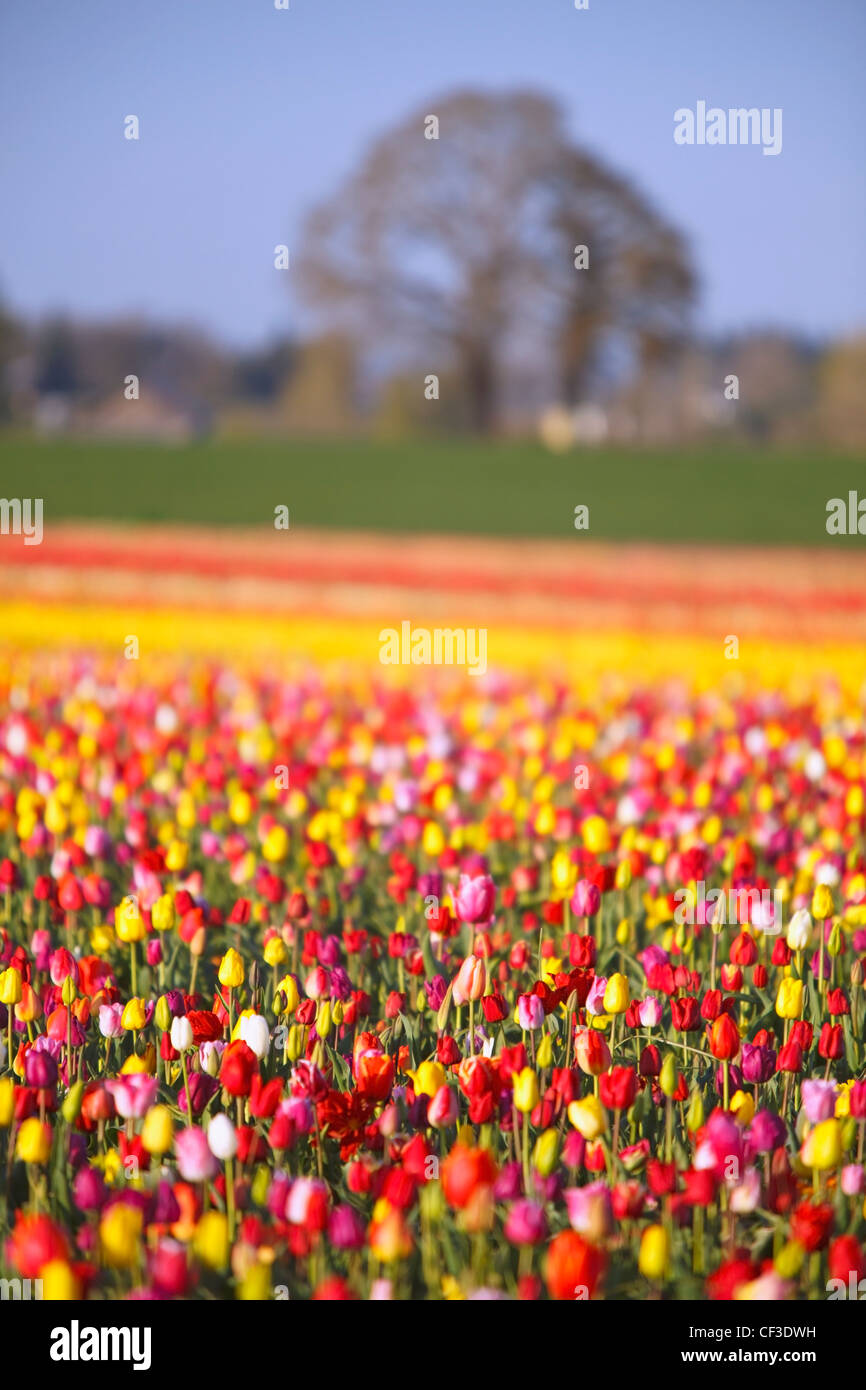 Sunrise Over Colorful Tulip Field At Wooden Shoe Tulip Farm; Woodburn ...