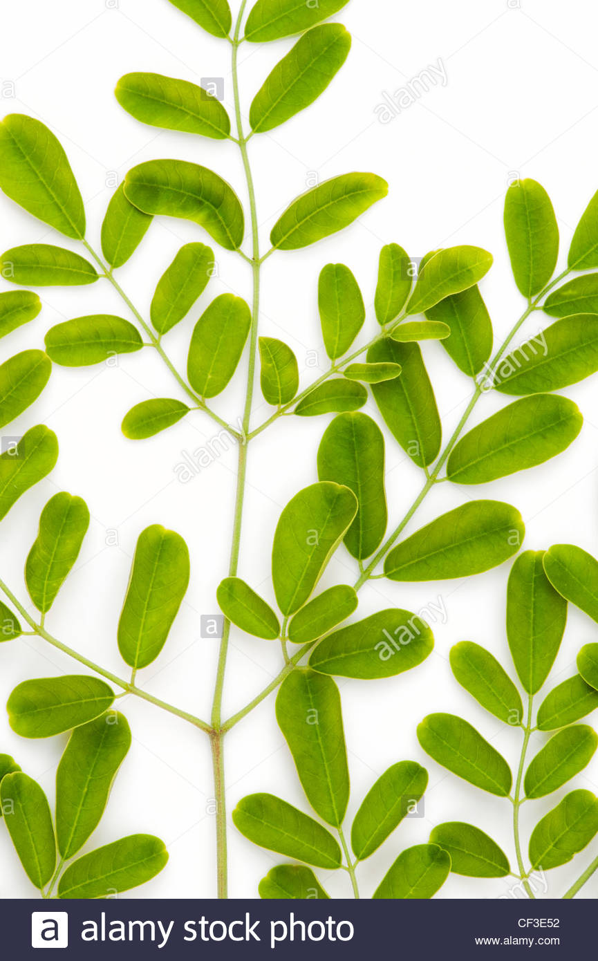Moringa Oleifera Stock Photos & Moringa Oleifera Stock Images - Alamy