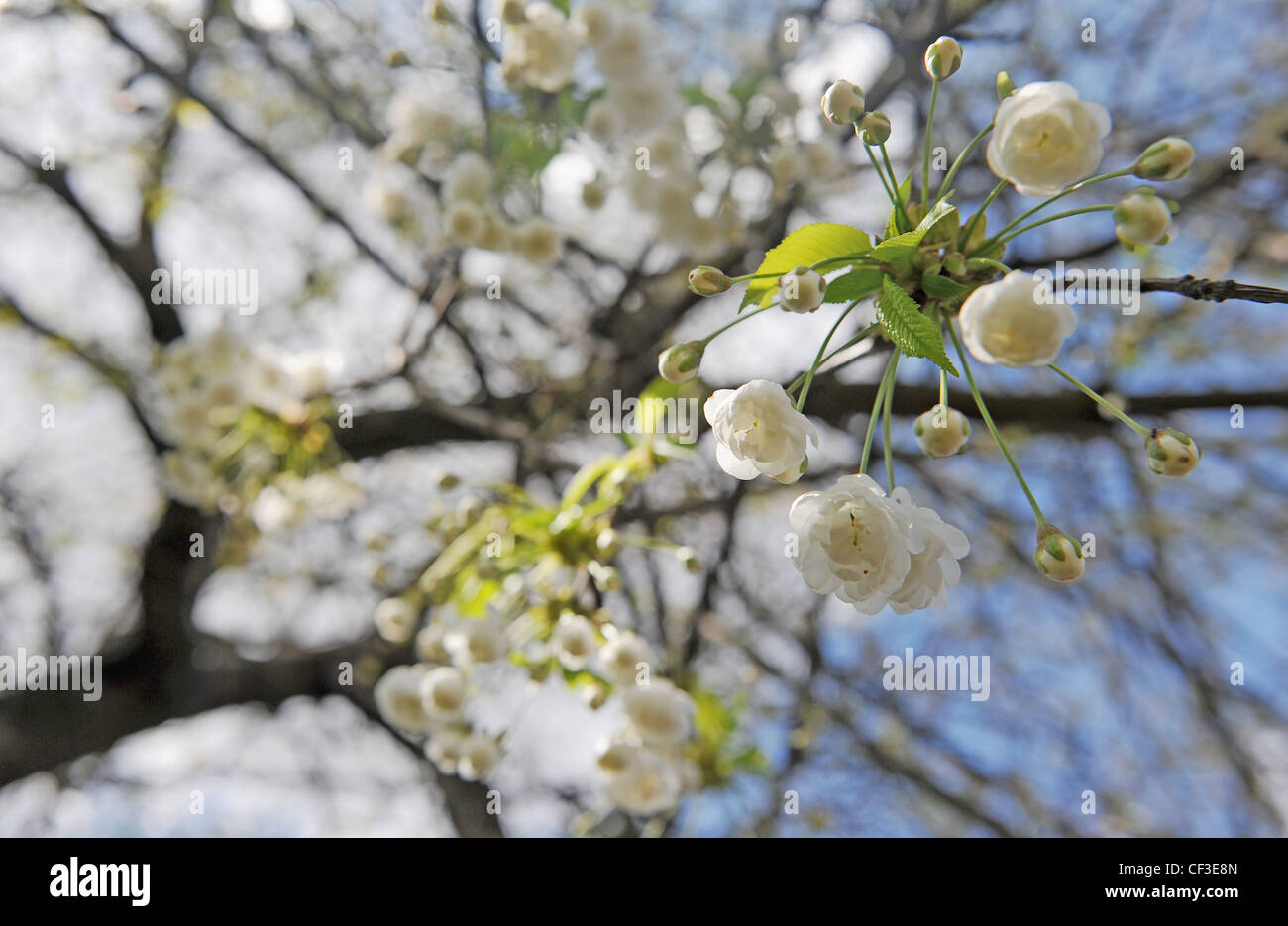 Close up shot cherry tree hi-res stock photography and images - Alamy