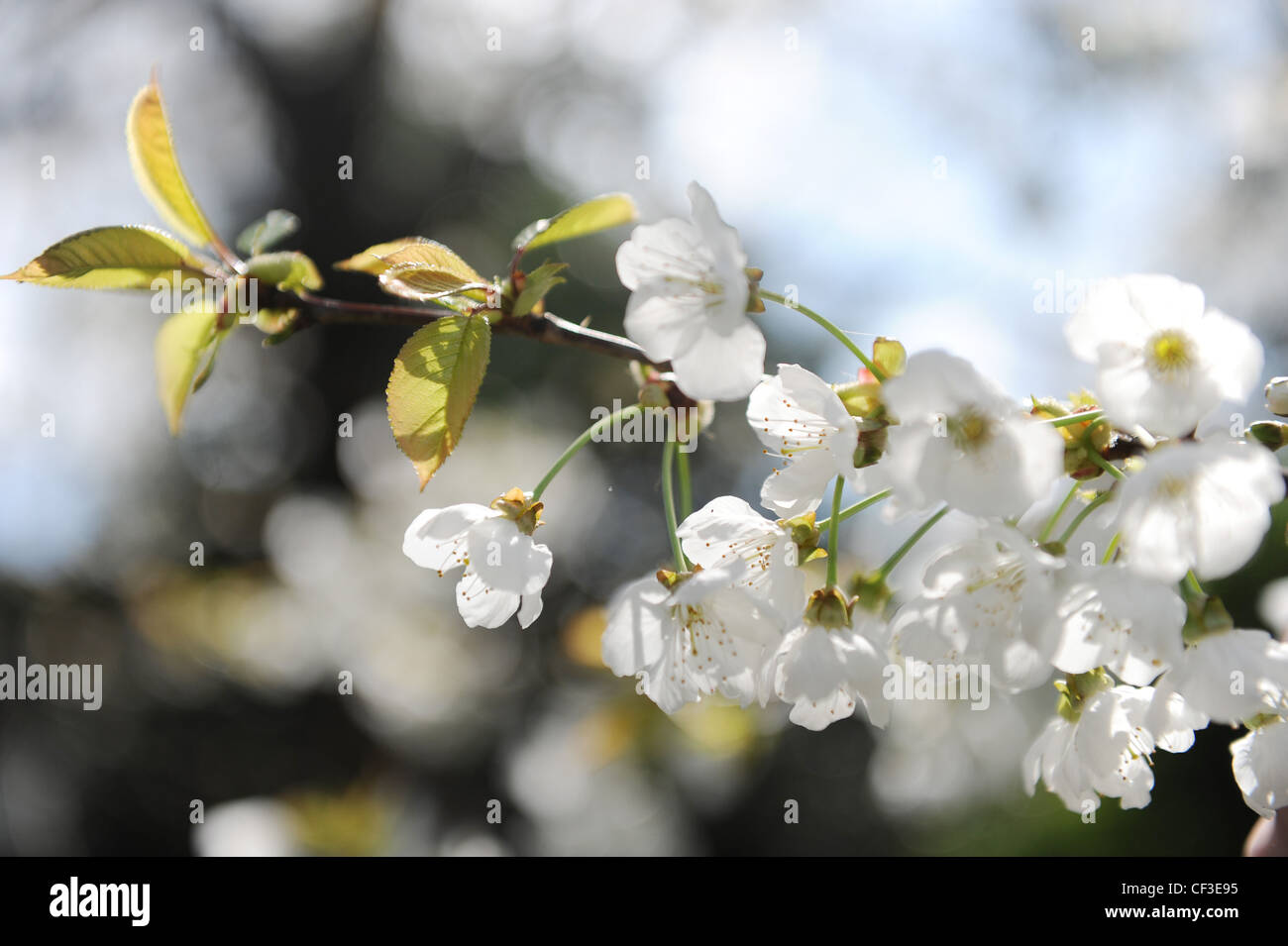 White image of trees hi-res stock photography and images - Alamy
